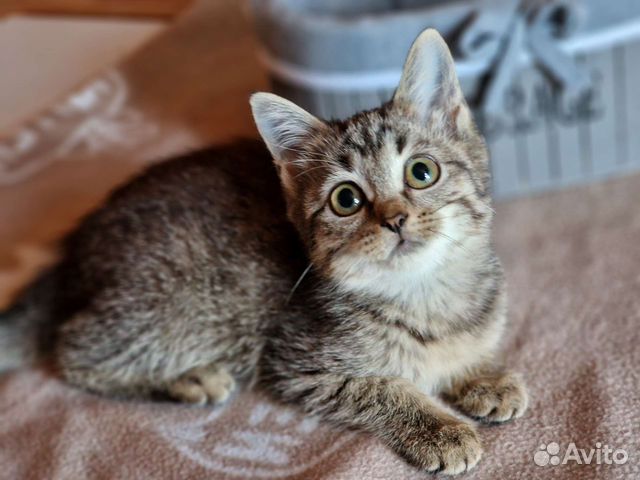 Котёнок Рыся 2 мес.Прививка Паспорт Привезем