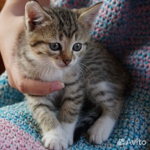 Котёнок девочка в добрые руки