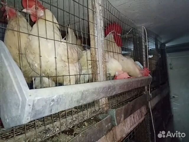 Курочки несушки бесплатная доставка на дом