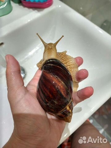 Улитки ахатины большие бесплатно