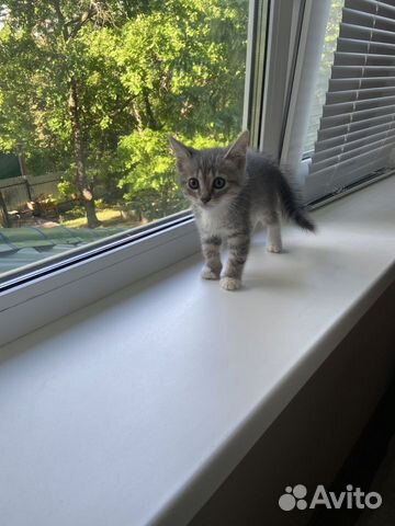 Котёнок ташка