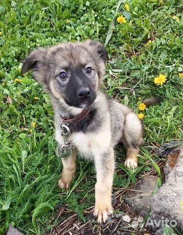 Щеночки 3 месяца, девочка и мальчики