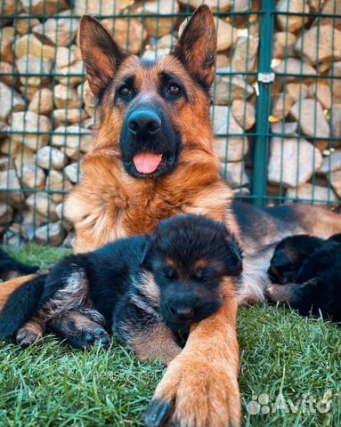 Чистокровные немецкие овчарки-щенки