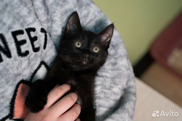 Котёнок Микки в добрые руки