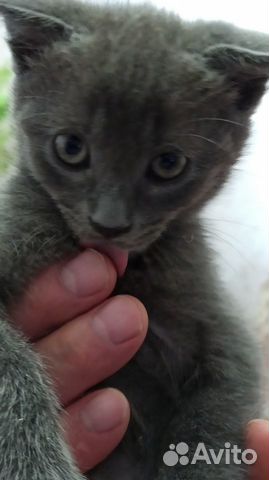 Кошки
