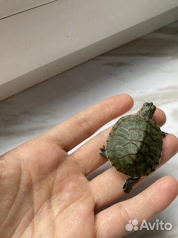 Черепаха