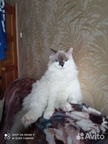 Кошки породистые бесплатно