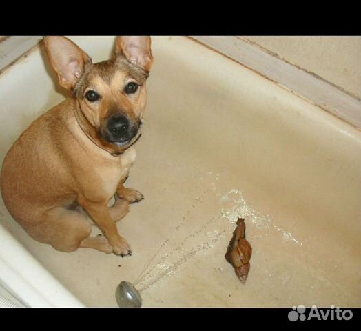 Бельгийская овчарка малинуа