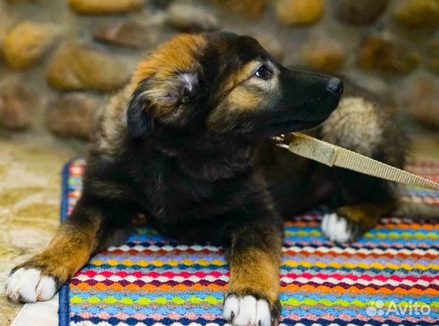 Трехцветный красавец Лео, 3 месяца, в дар