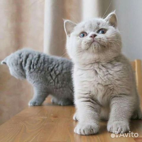 Плюшевые британцы