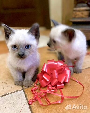 Тайские котята