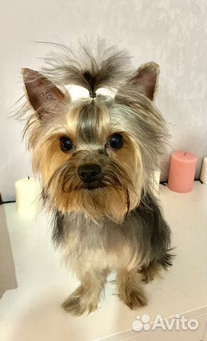 Йоркширский терьер продам