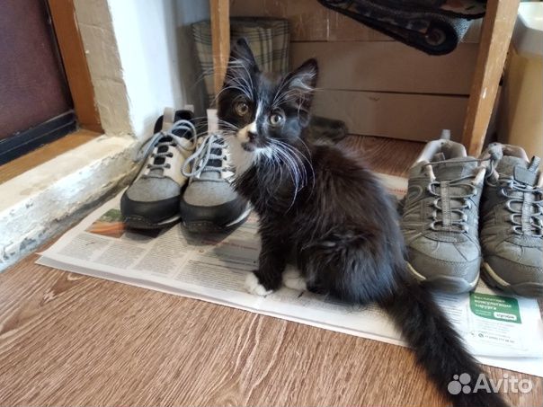 Котёнок в добрые руки