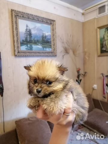Щенки Шпица