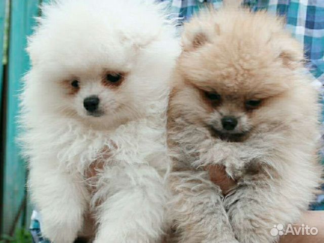 Шпицы пом. Белые,черные,рыжие