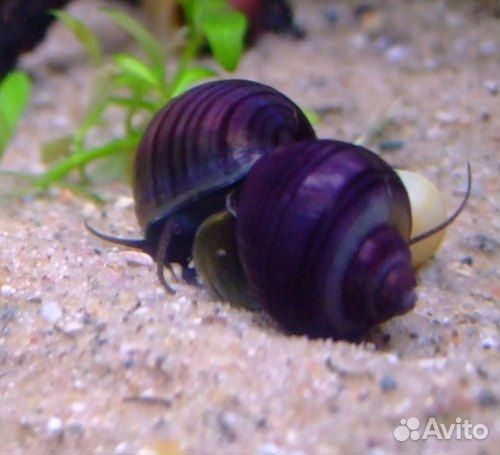 Черничные и голубые ампулярии