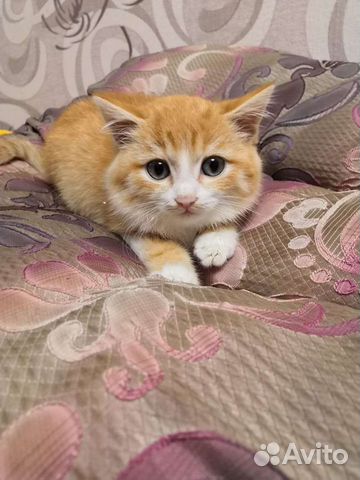 Кошка в дар бесплатно