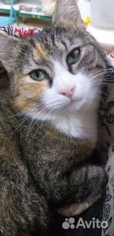 Кошка в дар бесплатно