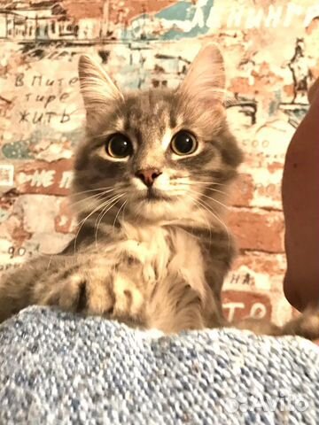 Кошка Муся