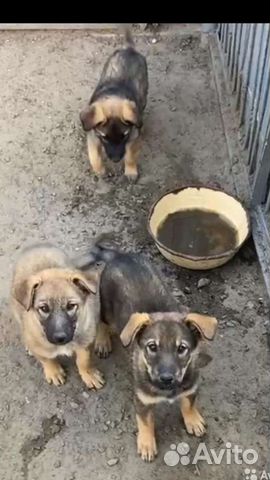 Щенки на усыпление