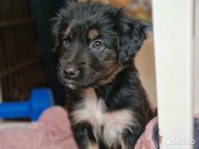 Щенок Максимка 2 мес.Прививка Паспорт Доставка