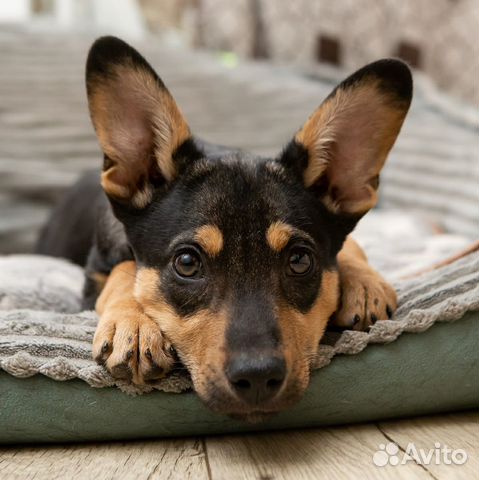 Классный щенок Шурик в поисках семьи