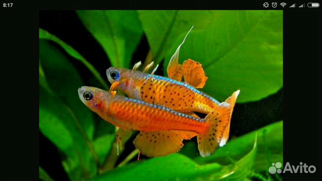 Псевдомугил паскай