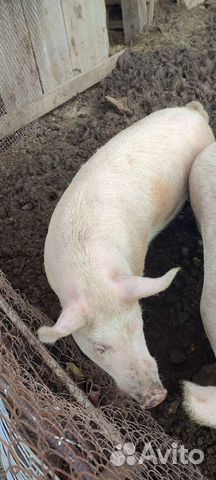 Поросята ландрас
