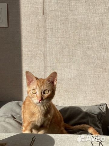 Котенок, 9 месяцев, мальчик, бесплатно