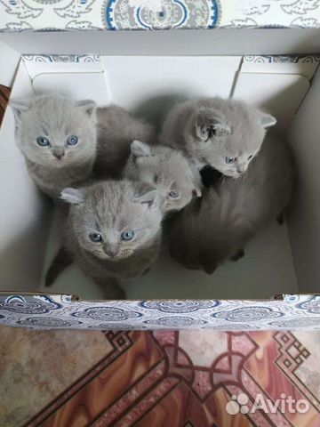 Британские котята