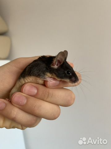 Декоративные мыши