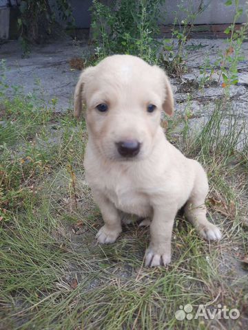 Щенок, или собака в добрые руки