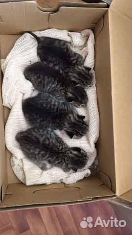 Котята