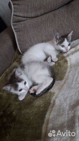 Котята в добрые руки бесплатно