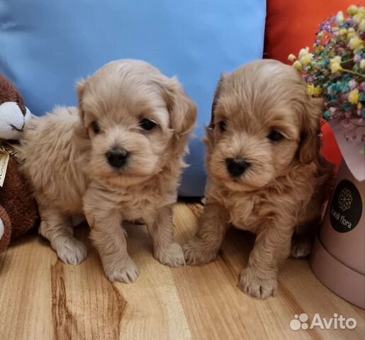 Щенки мальтипу f1