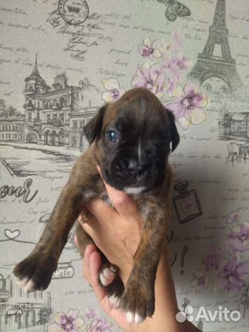 Щенки боксера