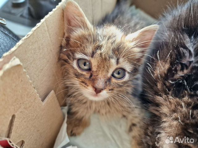 Котёнок Кисточка 2мес Прививка паспорт приучена