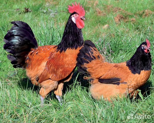 Куры породы "Форверк", "Лакендази" и "Ухейилюй"