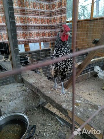 Сибрайт петух