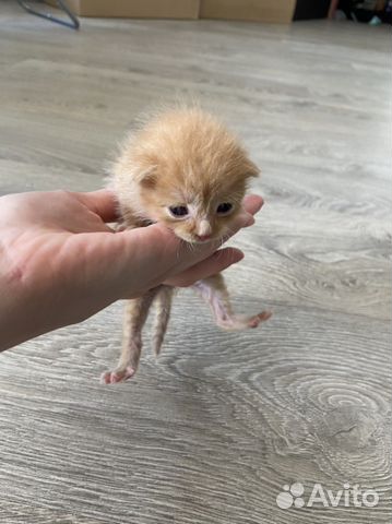 2-недельный котенок в дар