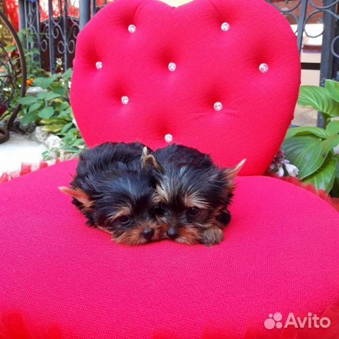 Супер детки