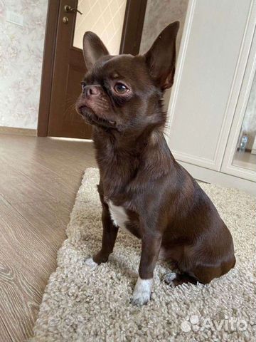 Вязка шоколадный чихуахуа