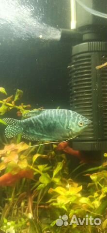 Аквариумные рыбки