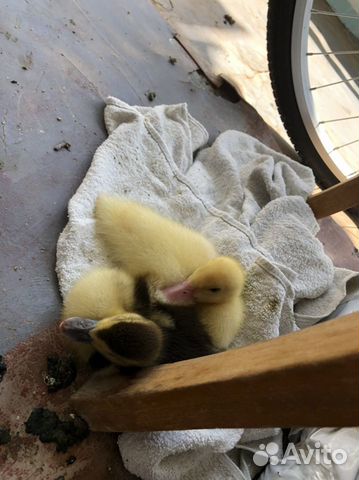 Утята Индоутки подросшие