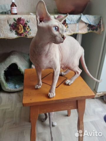 Канадский сфинкс