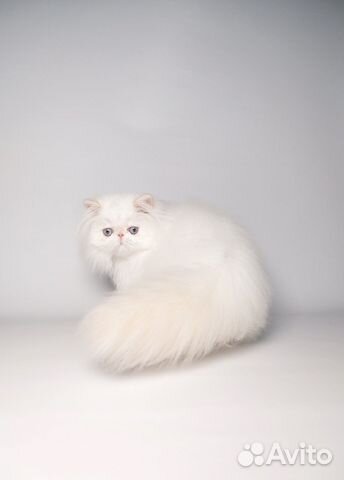 Персидская девочка 3 месяца