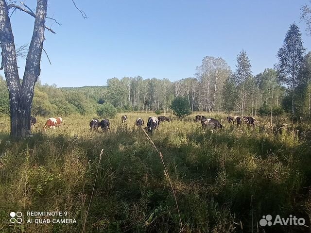 Галштинская порода