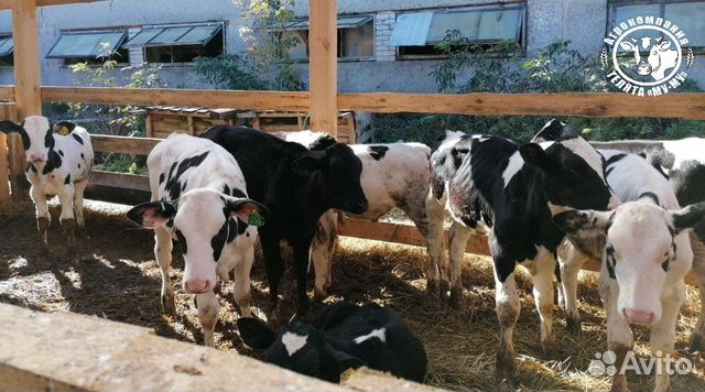 Телята бычки