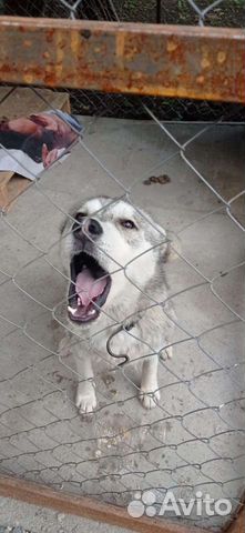 Отдам бесплатно в заботливые руки