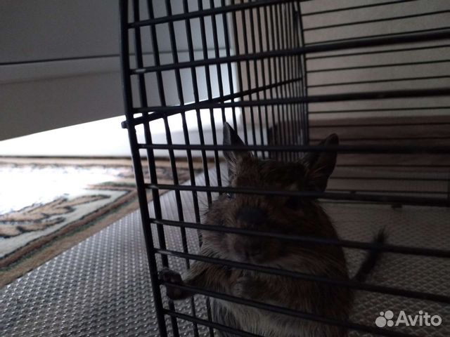 Дегу с клеткой